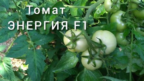 Сорт томата ЭНЕРГИЯ F1 - YouTube
