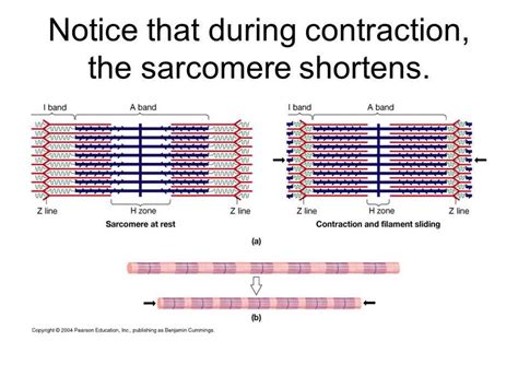 The Complete Sarcomere Coloring Answer Key Master The Anatomy