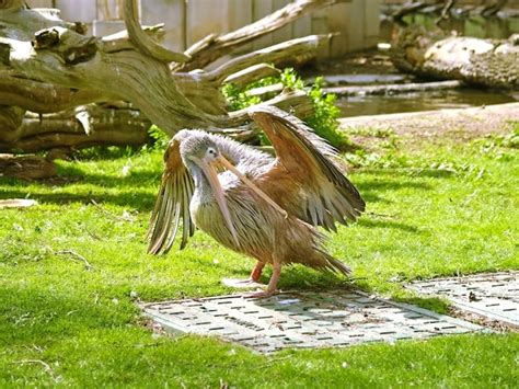 Premium Photo Bird On Grass