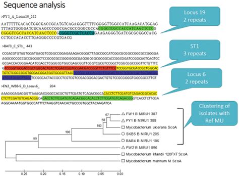 Sequence Confirmation Of Vntr Repeats And Phylogeny Of Mu Isolates The
