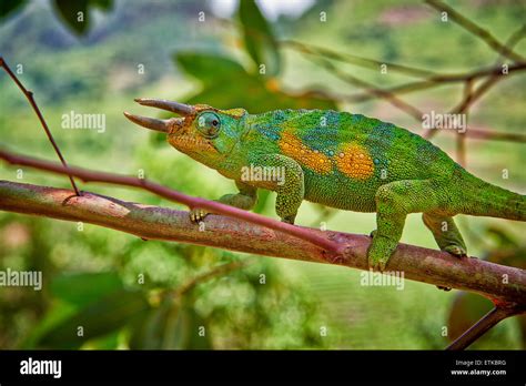 Chameleon High Resolution Stock Photography and Images - Alamy