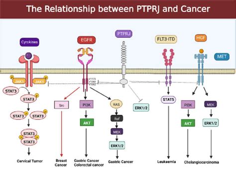 The Relationship Between Ptprj And Cancer In Cervical Cancer Ptprj Download Scientific