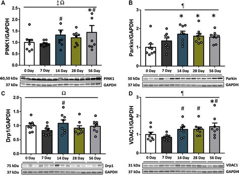 Pink1 Parkin Mediated Mitophagy Markers Over The Time Course Of Acl Download Scientific Diagram