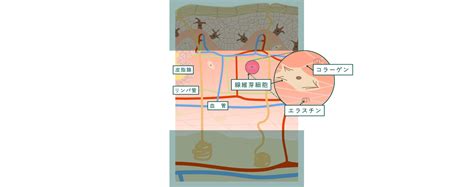 104日間スキンケアプログラム 肌の基本｜doc Skincare｜肌のチカラを高め、肌を育む。自宅でできる高品質スキンケアプログラム