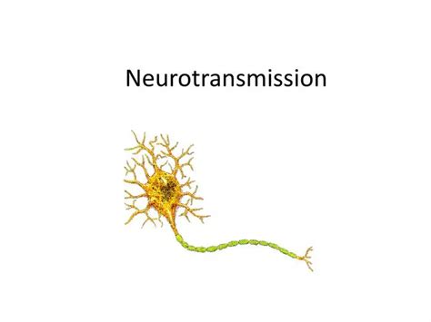 PPT Neurotransmission PowerPoint Presentation Free Download ID 1975053