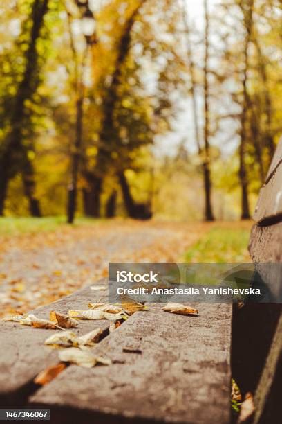 공원의 나무 벤치에 형형색색의 가을이 나뭇잎을 떨어트린다 숲의 단풍을 통해 볼 수 있습니다 황금 나무 나뭇잎입니다 가을 숲에 노란 잎이 있는 아름다운 나무 단풍이 흩어져있는