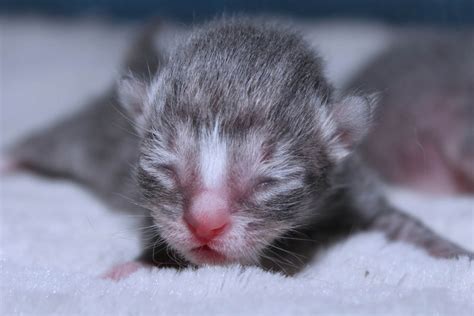 Why Do Cats Kill Their Kittens Cat World