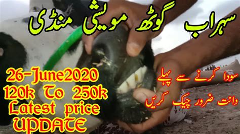 Price Update Sohrab Goth Cow Mandi Latest 27 June 2020 Youtube