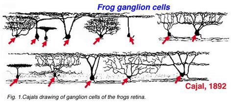 Morphology And Circuitry Of Ganglion Cells By Helga Kolb Webvision