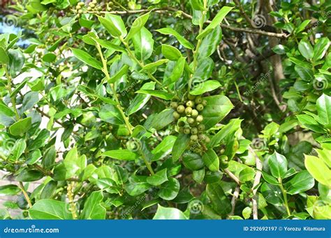 Chinese Holly Ilex Cornuta Berries Aquifoliaceae Dioecious