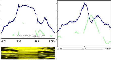 why the tss reference point vs scale region pattern very different