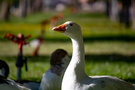 20000개의 최고의 아프리카 거위 사진 · 100 무료 다운로드 · Pexels 스톡 사진