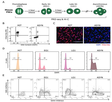 Mitotic Arrest And Release Of Pluripotent Stem Cells Into G1 A