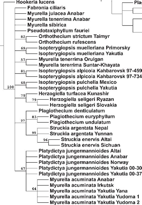 Maximum Parsimony Trees Based On Nrits Sequences A Upper Right