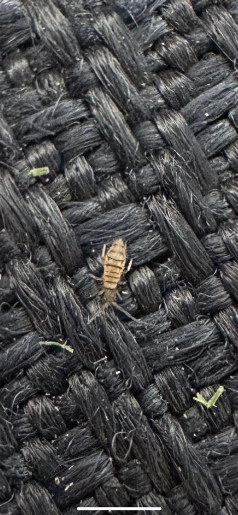 Tiny White Bug On Patio Furniture Rinsects