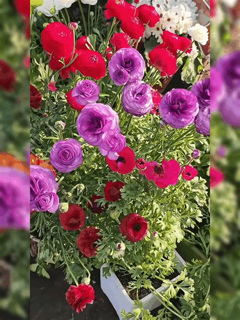 Multicolor Ranunculus Seeds