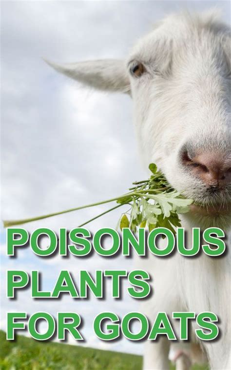 Poisonous Plants For Goats Avoiding Dastardly Disasters Artofit