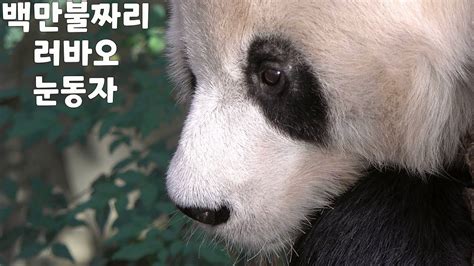 에버랜드 판다 졸린 눈 비비며 일어난 러바오 백만불짜리 러바오 눈동자 윤기좔좔 부티 팍팍 러스타 러바오 Youtube