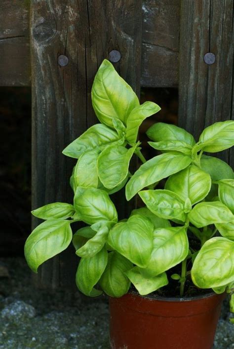 Bosiljak Ocimum Basilicum Savremena Veštica Bosiljak Ocimum Basilicum Savremena Veštica