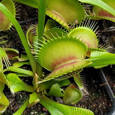 King Henry Venus Flytrap Giant Flytrap Carnivorous Plant