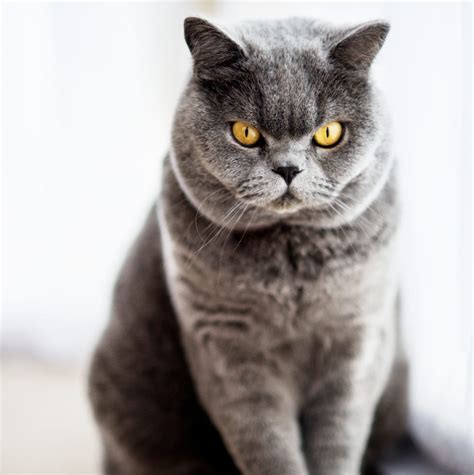 15 Grey Cat Breeds Most Popular Gray Cats