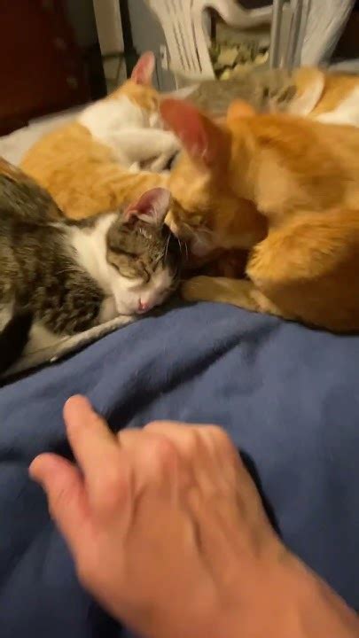 Clowder Of Cats Youtube