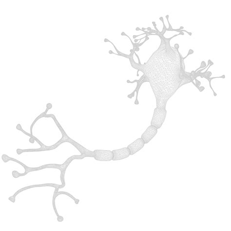Neuron Human 3d Model