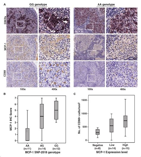 Correlation Between MCP 1expression Level And MCP 1SNP 2518 Genotype In Download Scientific