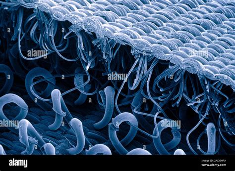 False Colour Scanning Electron Micrograph Cross Section Of A Hooks And Loops Fastener It Is A