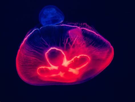 How To Fix Ftp Error Too Many Levels Of Symbolic Links Uk Nvme Vps Nvme Web