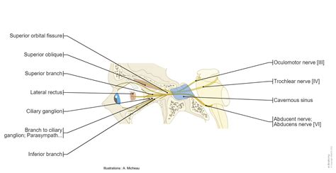 Cranial Nerve 111