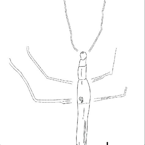 Camera Lucida Drawing Of Eoproscopia Reliquum Sp Nov Holotype Sex