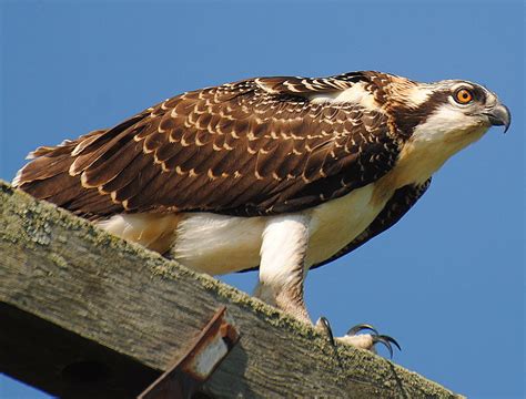 BARRY The BIRDER Two Of My Favourite Osprey Photos