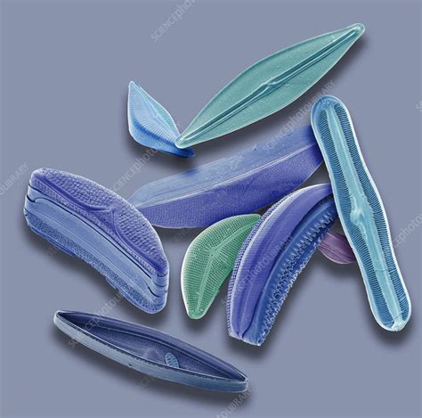 Diatoms Sem Stock Image C059 0563 Science Photo Library