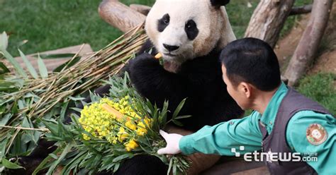 푸바오의 마지막 판다월드 나들이
