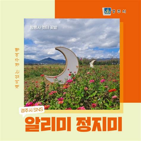경주 황룡사지 옛 터 가을 코스모스 백일홍 꽃밭 경주시 Sns 알리미 정지미 경상북도 경주시 웰로