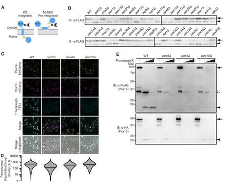 Pex14 Becomes Arrested In A Pre Integrated State On Peroxisomes In