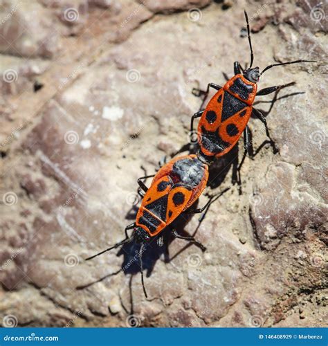 European Firebug Pyrrhocoris Apterus Stock Image Image Of Mating