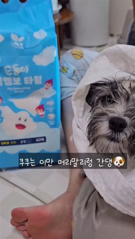 ‘복층 하숙생 쿠쿠 간식 먹고싶어 계속 굶는 강아지 보셨나요ㅠㅠ 자유배식도 아닌데 줘도 바로먹지도 않고 아픈거 같아서 간식 줘보면 호다닥 받아먹고 엄마아빠 자러