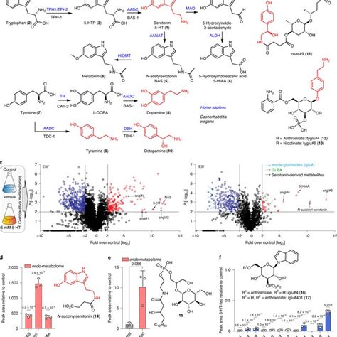 Biosynthesis Model For Serotonin Derived Metabolites A Proposed