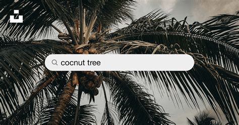 Cocnut Tree Pictures Download Free Images On Unsplash