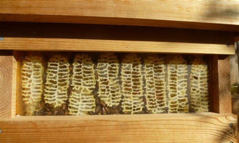 Warre Hive With Observation Windows The Warre Store