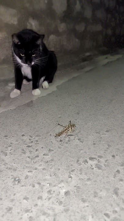 Alley Cat Vs Grasshopper Fight On The Road Short Cat Battle Youtube