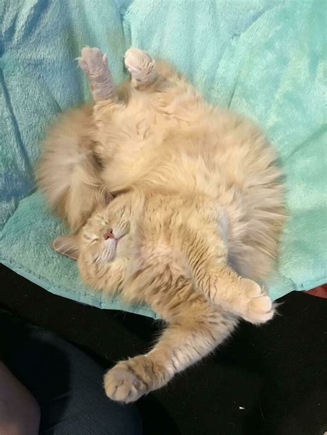 50 Ridiculously Stunning Maine Coon Cat Pics That You Just Have To See