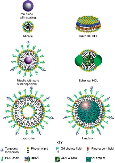 Figure 1 From Nanoparticles As Magnetic Resonance Imaging Contrast