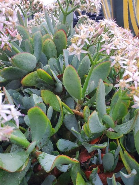 Crassula Ovata Blue Bird Jade Plant Succulent Etsy In 2023 Jade