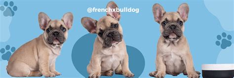 Французский бульдог Французский бульдог одна из самых популярных пород собак 2025 ВКонтакте