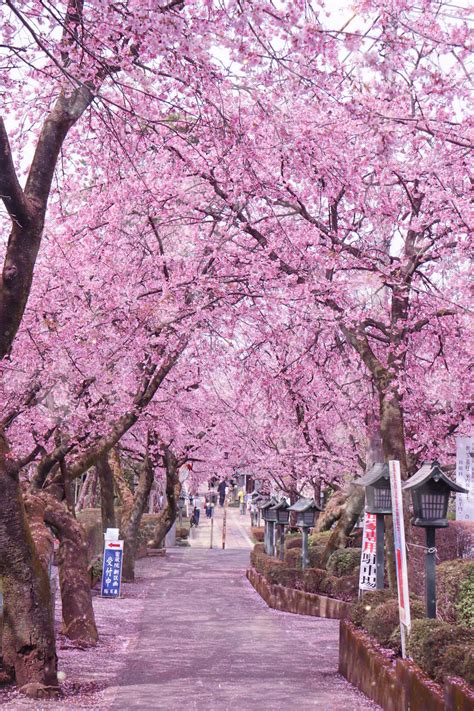 密蔵院安行桜が見頃です Triproud