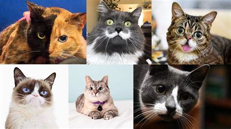 Top 7 Most Famous Cats On Social Media YouTube