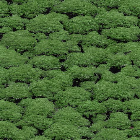 Ivy Pattern Digital Graphic · Creative Fabrica